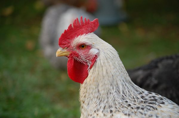 MOYER’S CHICKS - Updated December 2025 - 27 Photos & 12 Reviews - 266 E ...