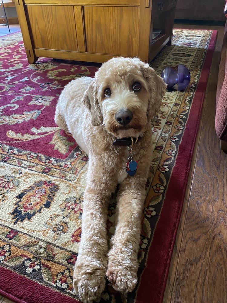 YUPPIE PUPPY - 1473 S Market St, Troy, Ohio - Pet Sitting - Phone ...