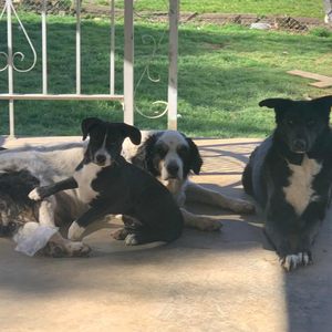 FAIRMONT VETERINARY HOSPITAL - Updated January 2025 - 17 Photos - 619 ...