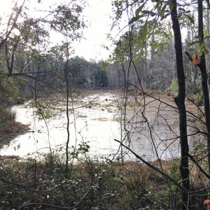 BIVENS ARM NATURE - 31 Photos - 3650 S Main St, Gainesville, Florida ...