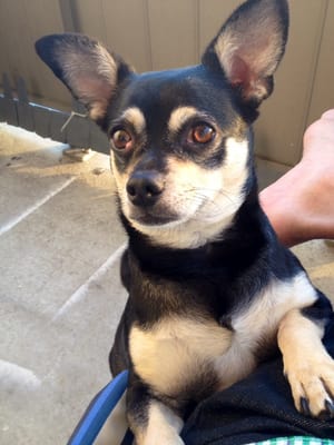 TORONTO ANIMAL SERVICES NORTH SHELTER - Updated January 2026 - 1300 ...