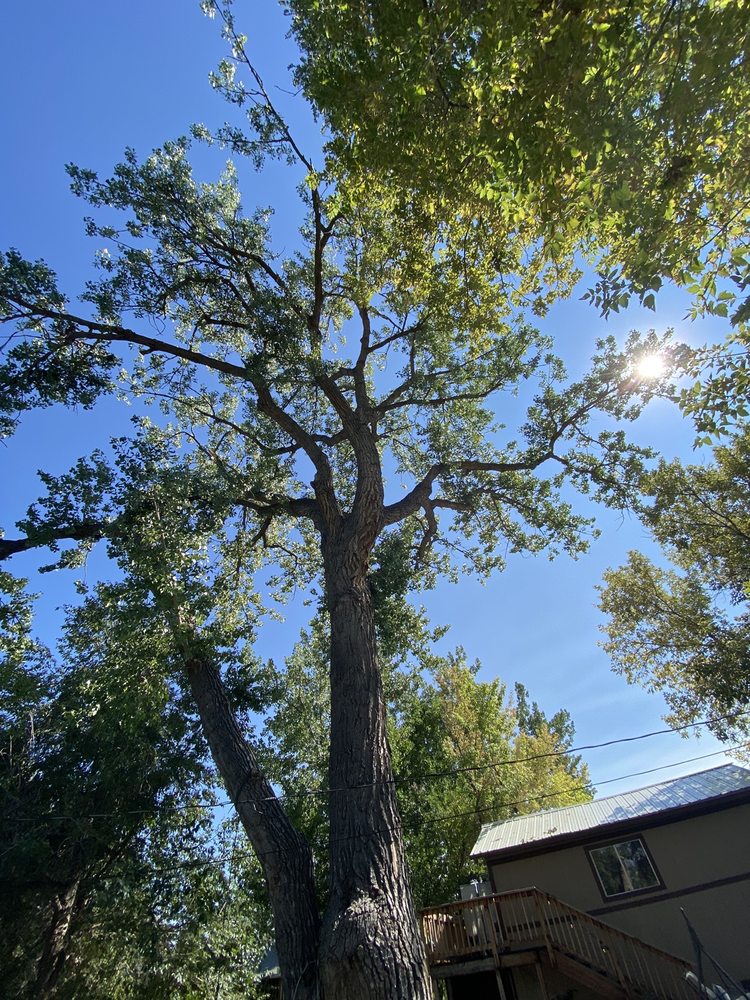 VEGA’S TREE SERVICE - Updated August 2025 - 24 Photos & 98 Reviews ...