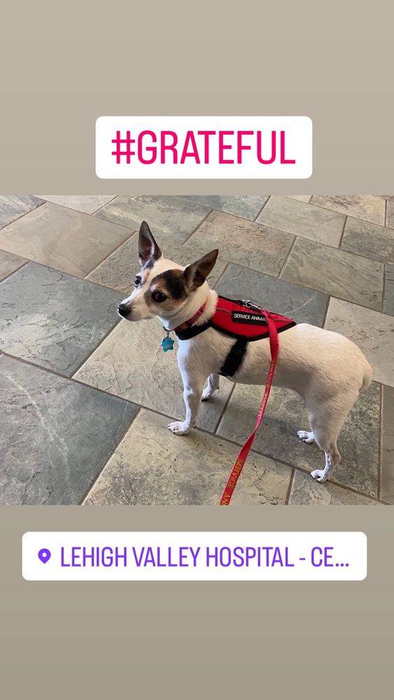 US SERVICE ANIMALS - Updated December 2025 - 205 Holiday Blvd ...