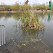 TRES RIOS WETLANDS - 26 Photos - Phoenix, Arizona - Parks - Yelp