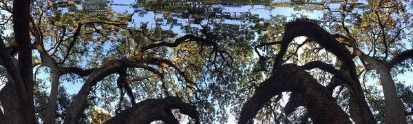 THE CENTURY TREE - Updated December 2025 - 456 Ross St, College Station ...