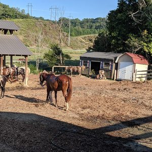 SUGARLANDS STABLES - Updated December 2025 - 19 Photos - 1409 Pkwy ...