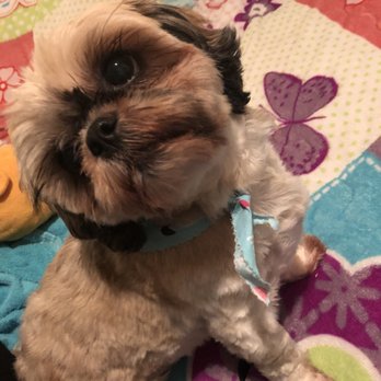 BARKING BUBBLES SPA - Updated April 2024 - 542 Photos & 72 Reviews ...