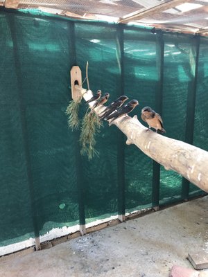 RUTH MELICHAR BIRD CENTER - ANIMALS IN DISTRESS ASSOCIATION - Updated ...