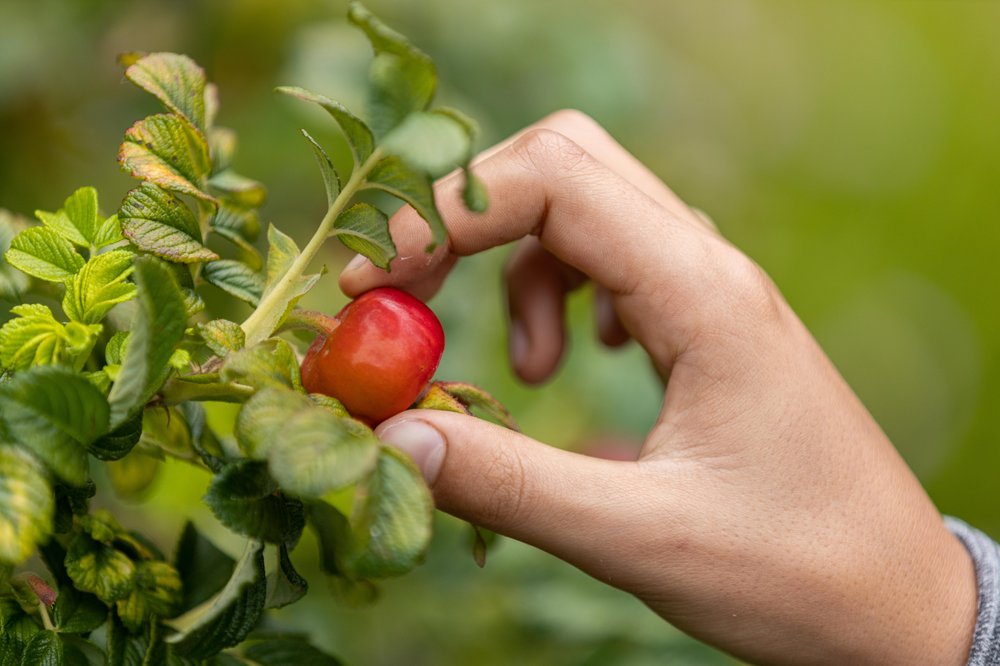 UC BOTANICAL GARDEN AT BERKELEY - 1397 Photos & 308 Reviews - Botanical ...