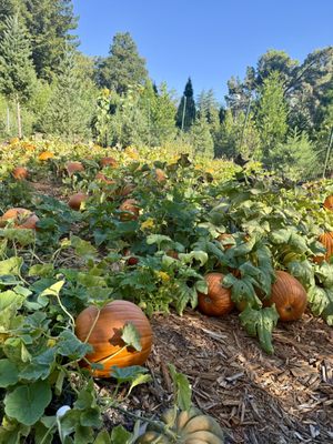 PATCHEN PUMPKIN PATCH - Updated December 2025 - 108 Photos & 46 Reviews ...