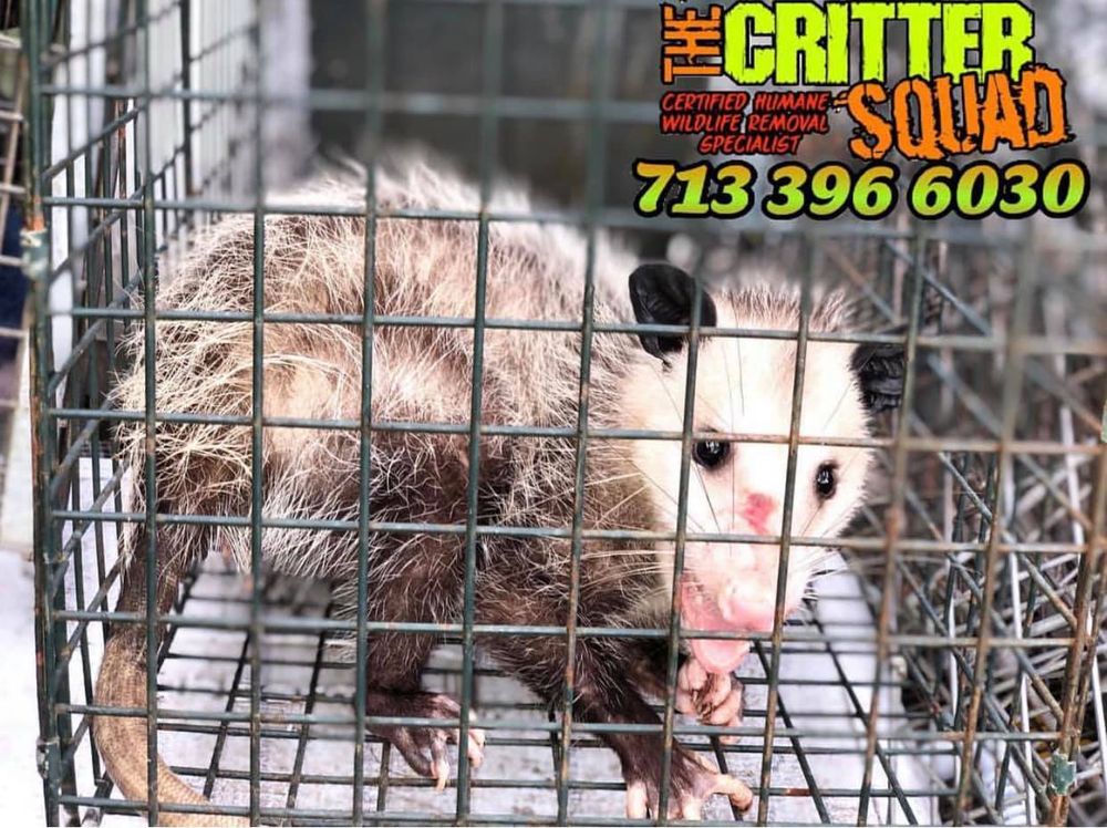 THE CRITTER SQUAD - Updated January 2025 - 11 Photos - 2811 Cr 163 ...