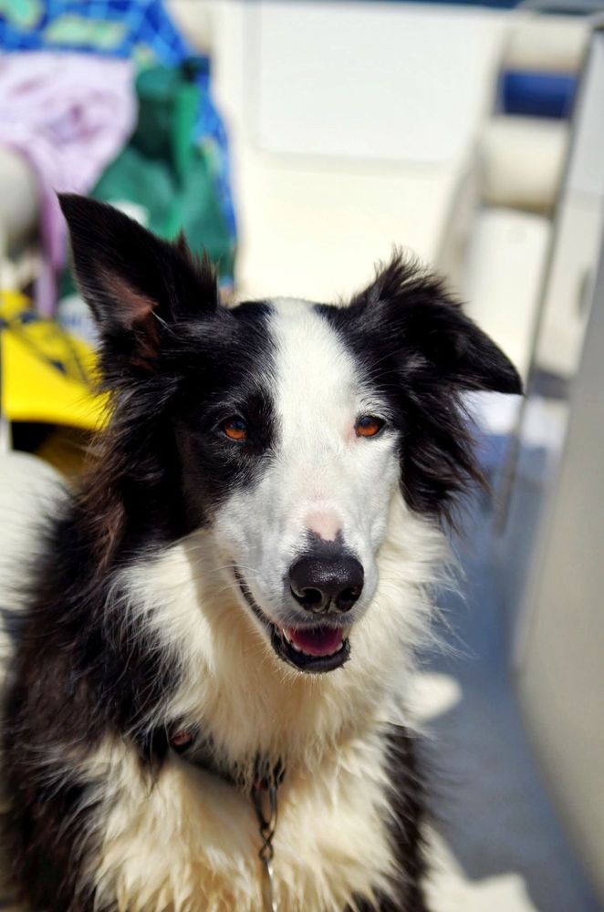 HEARTSTRINGS PET HOSPICE - Updated December 2025 - 14 Photos - Atlanta ...