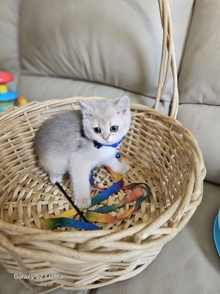 BRITISH PUREBRED KITTENS - Updated September 2025 - 2101 E 68th St ...