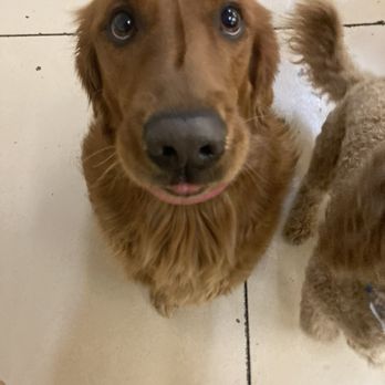 ALL TAILS R WAGGIN - Updated December 2025 - 148 Photos & 82 Reviews ...