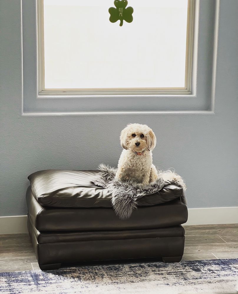 PUFF & FLUFF GROOMING - Updated January 2025 - 51 Photos & 43 Reviews ...