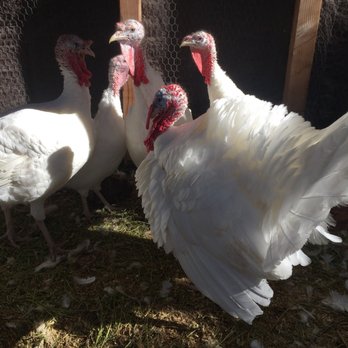 SING LEE SEAFOOD & POULTRY MARKET - Updated April 2025 - 13 Photos ...