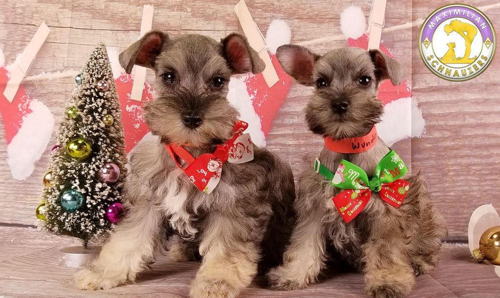 MAXIMILIAN SCHNAUZERS - Updated December 2025 - 1075 Wynn St, Sanford ...