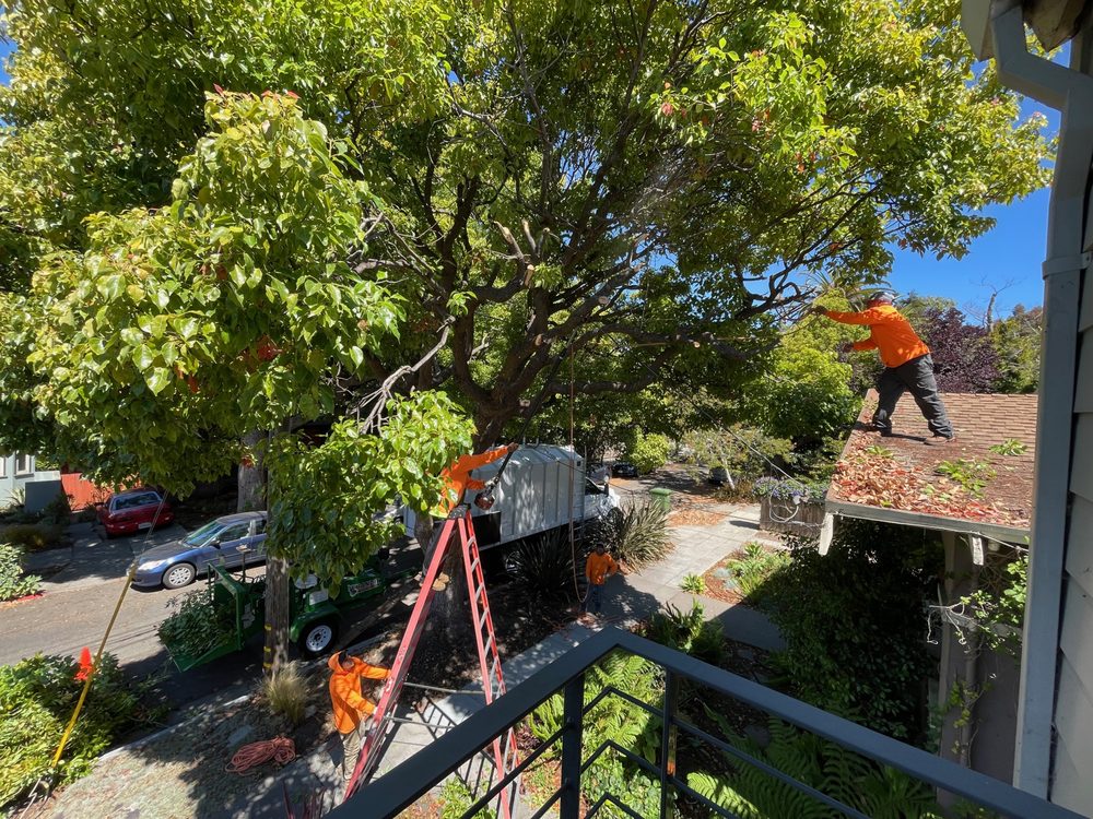 MORENO TREE SERVICE - Updated October 2025 - 115 Photos & 161 Reviews ...