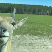 EUDORA WILDLIFE SAFARI PARK - 161 Photos & 28 Reviews - 219 Salem Ln ...