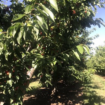 5 STAR CHERRIES - Updated January 2026 - 84 Photos & 60 Reviews - 24782 ...