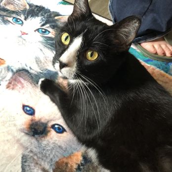 MEOW CAT LOUNGE - Updated January 2026 - 54 Photos & 13 Reviews - 630 ...