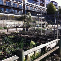 EASTLAKE P-PATCH COMMUNITY GARDENS - 34 Photos - 2900 Fairview Ave E ...