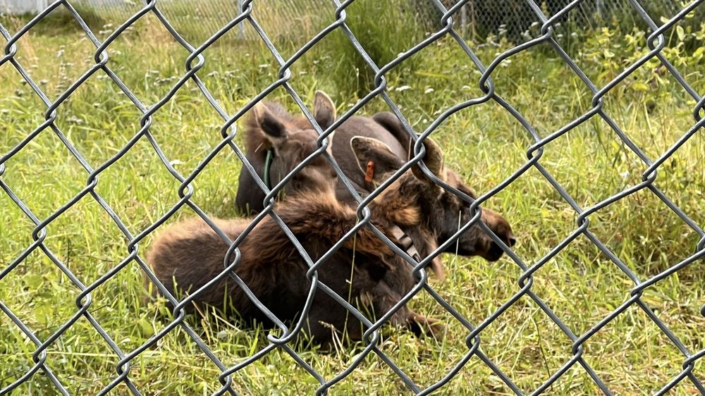 THE ALASKA ZOO - Updated May 2025 - 365 Photos & 133 Reviews - 4731 ...