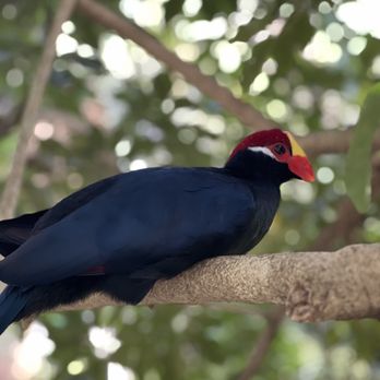 ZOOTAMPA AT LOWRY PARK - Updated April 2025 - 2277 Photos & 670 Reviews ...