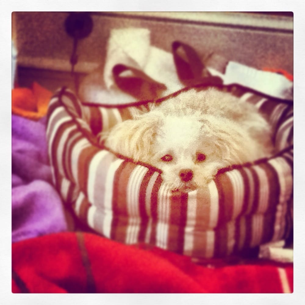 DIPPITY DO DOG - 20 Photos & 34 Reviews - 6601 Sugar Valley Dr ...