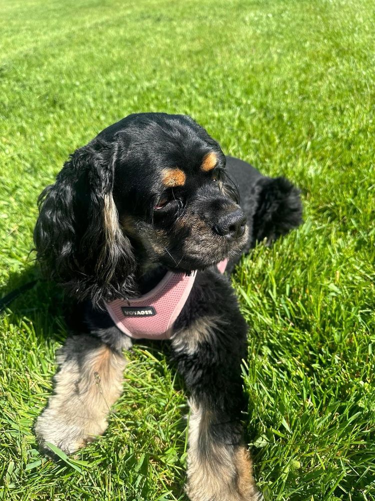 DEE-O-GEE MISSOULA - Updated July 2025 - 27 Photos & 25 Reviews - 3275 ...