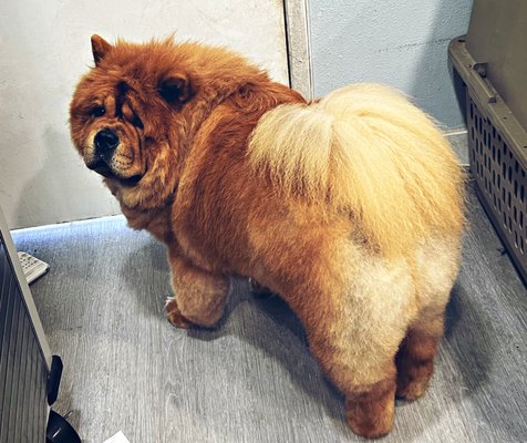 VIP DOG GROOMING - 731 Photos & 545 Reviews - 6901 W Cerritos Ave ...