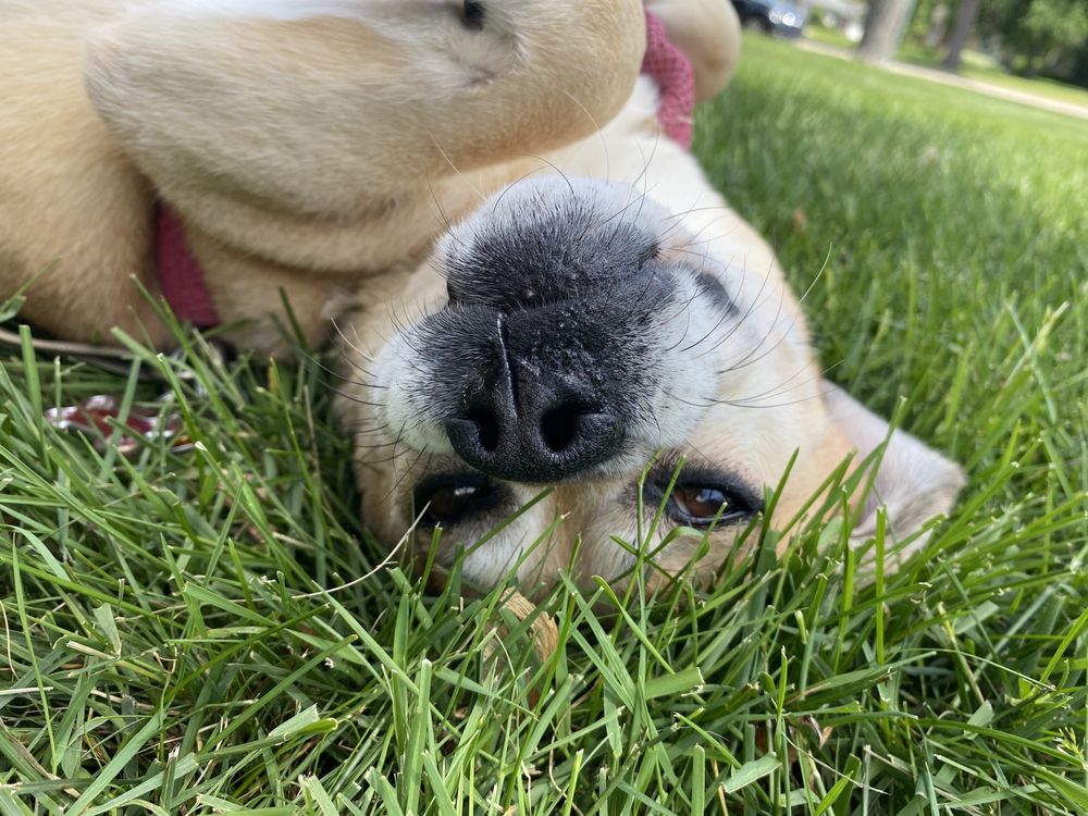 TEANECK ANIMAL CLINIC - Updated May 2026 - 25 Photos & 16 Reviews ...