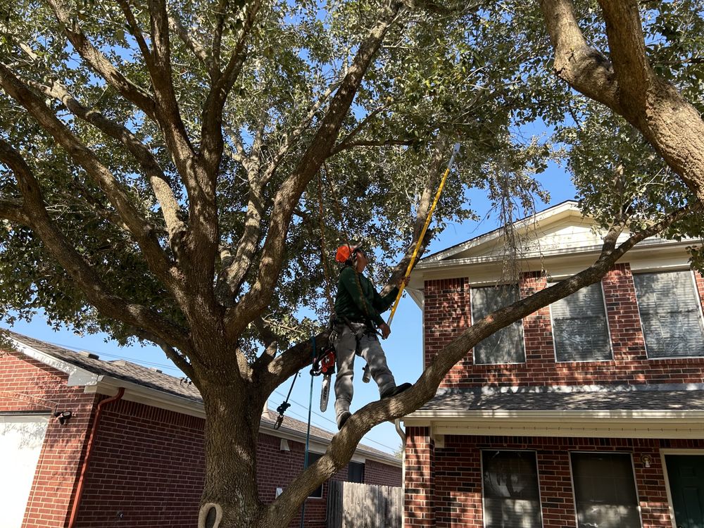 E&M TREE SERVICES - Updated July 2025 - 21 Photos - Austin, Texas ...