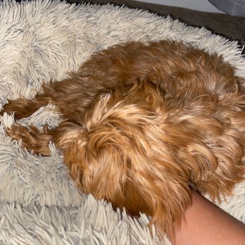 PET CENTER OLD BRIDGE - Updated January 2026 - 44 Photos & 16 Reviews ...