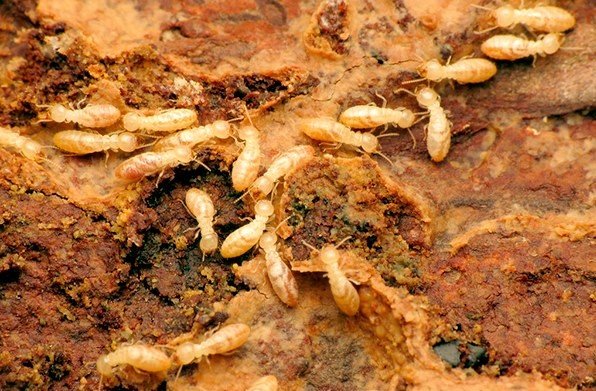 480 TERMITES - Updated October 2025 - 12 Photos & 22 Reviews - 6801 E ...