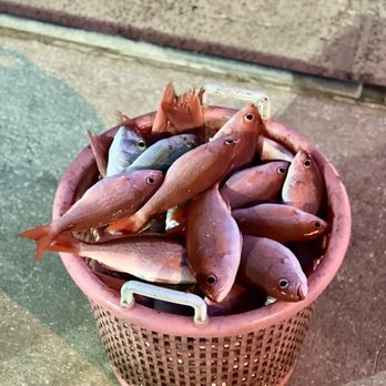 SHELL SHACK - Updated February 2025 - 72 Photos & 37 Reviews - 3800 W ...