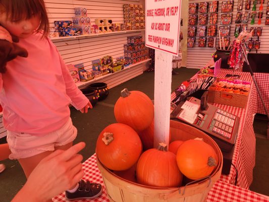 PUMPKIN CITY’S PUMPKIN FARM - 495 Photos & 528 Reviews - 24203 Avenida ...