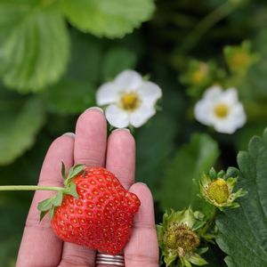 CULLIPHER FARM - TEMP. CLOSED - Updated January 2026 - 416 Photos & 66 ...