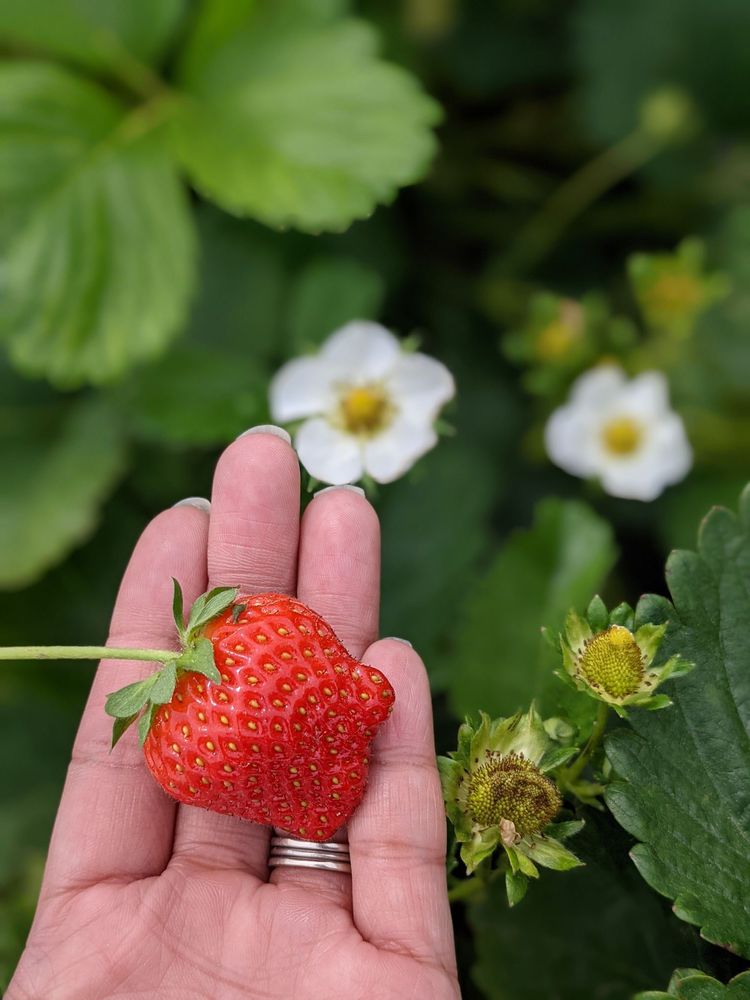 HICKORY RIDGE FARM - Updated November 2024 - 199 Photos & 43 Reviews ...