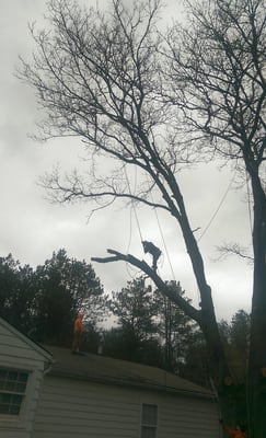 ADDISON TREE & OUTDOOR SERVICES - Updated June 2025 - 24 Photos & 27 ...