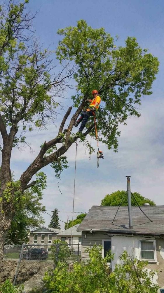 ABSOLUTE TREE REMOVAL - Updated April 2026 - Request Consultation - 17 ...