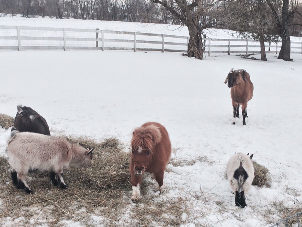 LAST CHANCE RANCH - Updated December 2025 - 21 Photos & 32 Reviews - 9 ...