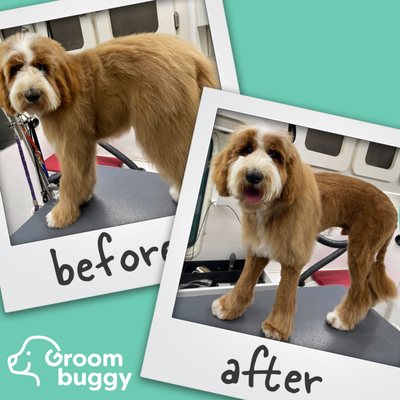 Mobile Pet Grooming Stockton