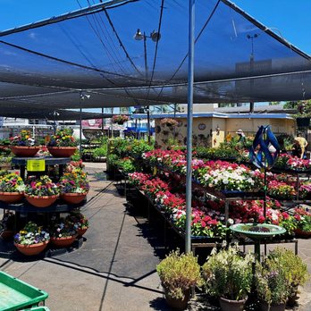 GREEN THUMB NURSERY - Updated June 2025 - 433 Photos & 347 Reviews ...