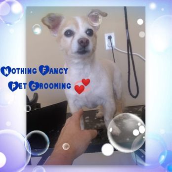 NOTHING FANCY PET GROOMING - Updated December 2025 - 60 Photos ...