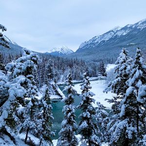 COWS - Updated October 2025 - 324 Photos & 210 Reviews - 138 Banff ...