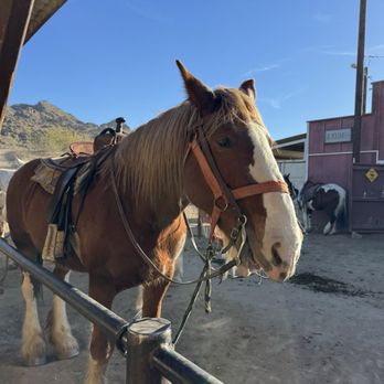 PONDEROSA STABLES - Updated December 2025 - 358 Photos & 245 Reviews ...