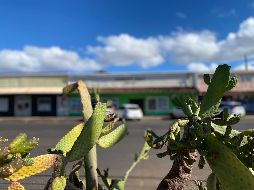 KANEMITSU’S BAKERY & COFFEE SHOP - 304 Photos & 190 Reviews - 79 Ala ...