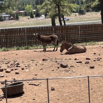 GRAND CANYON DEER FARM - Updated May 2026 - 873 Photos & 329 Reviews ...