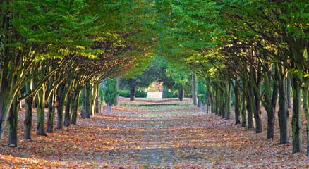 TREE CATHEDRAL - Updated March 2024 - Portway H5 & V10, Milton Keynes ...